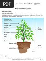 Root and Shoot Systems | PDF | Root | Plant Stem