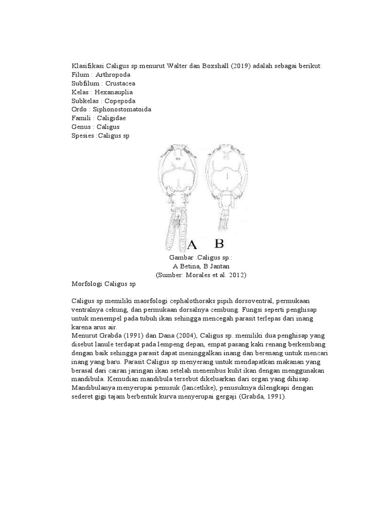Caligus SP | PDF