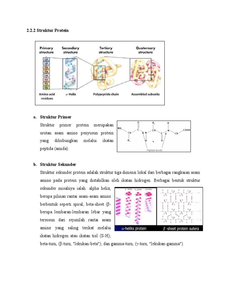 Struktur Protein: Primer hingga Kuartener | PDF