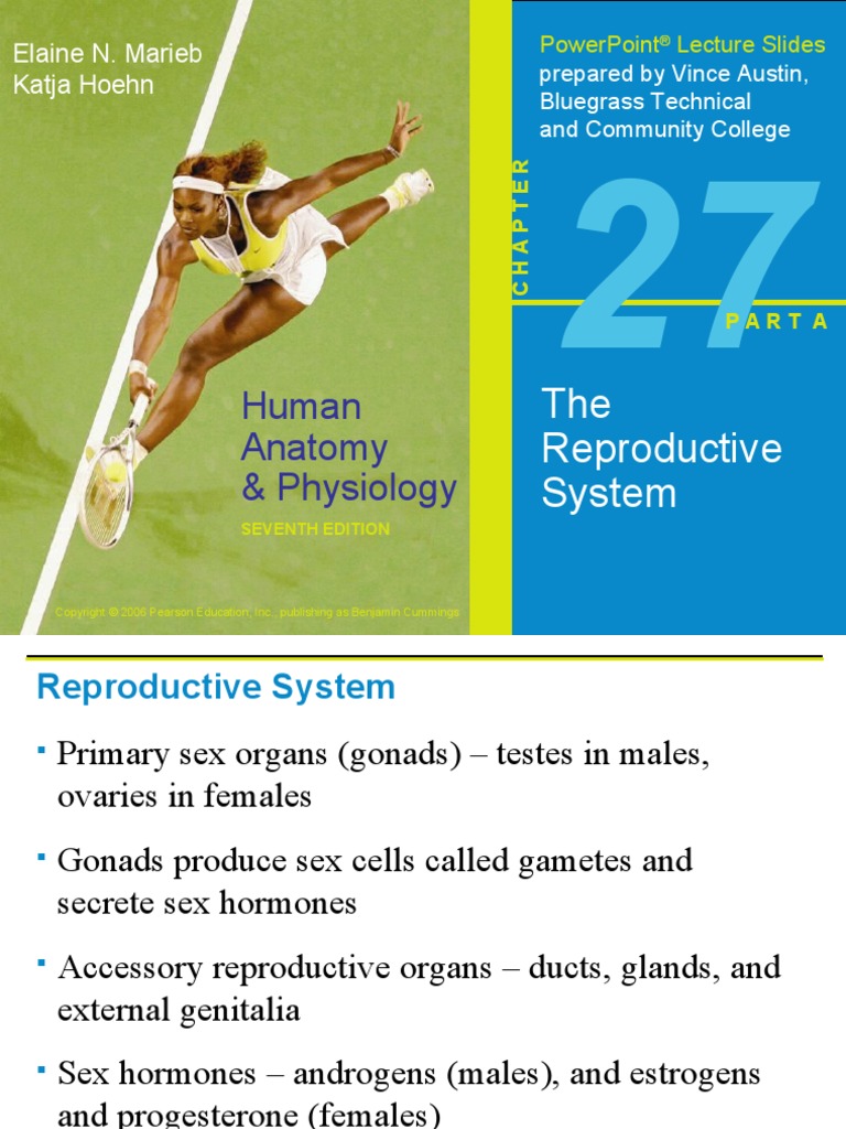 Male Reproductive System | PDF | Testicle | Luteinizing Hormone