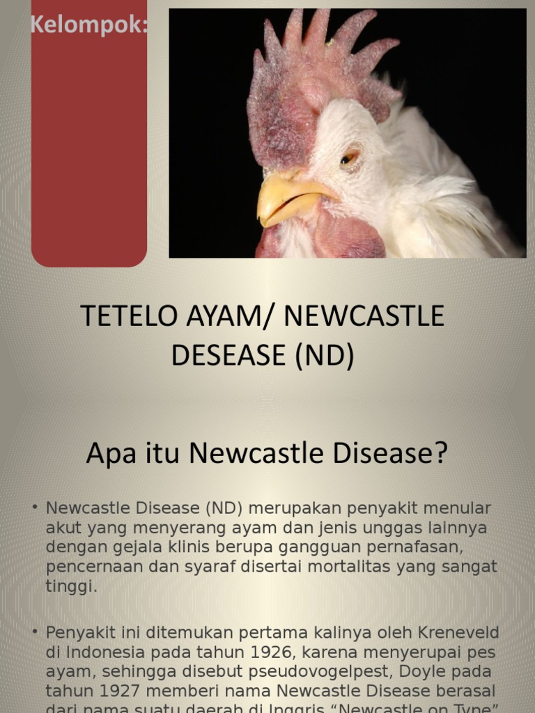 Tetelo Ayam | PDF