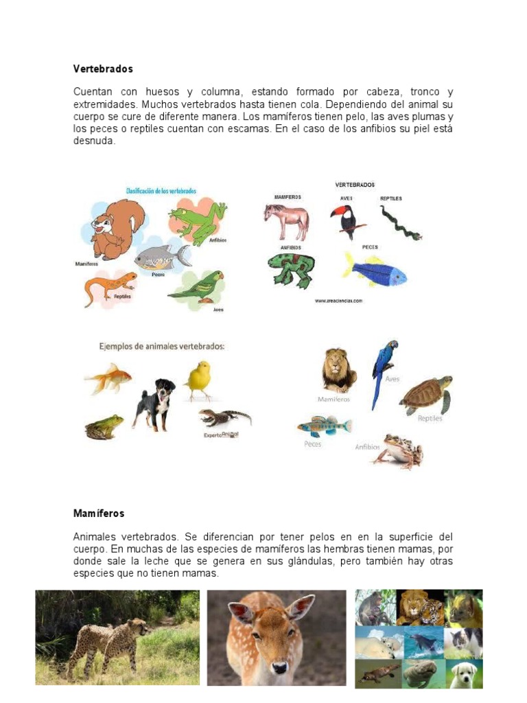 Clasificación de Vertebrados y Mamíferos | PDF | Ciencia y matemáticas