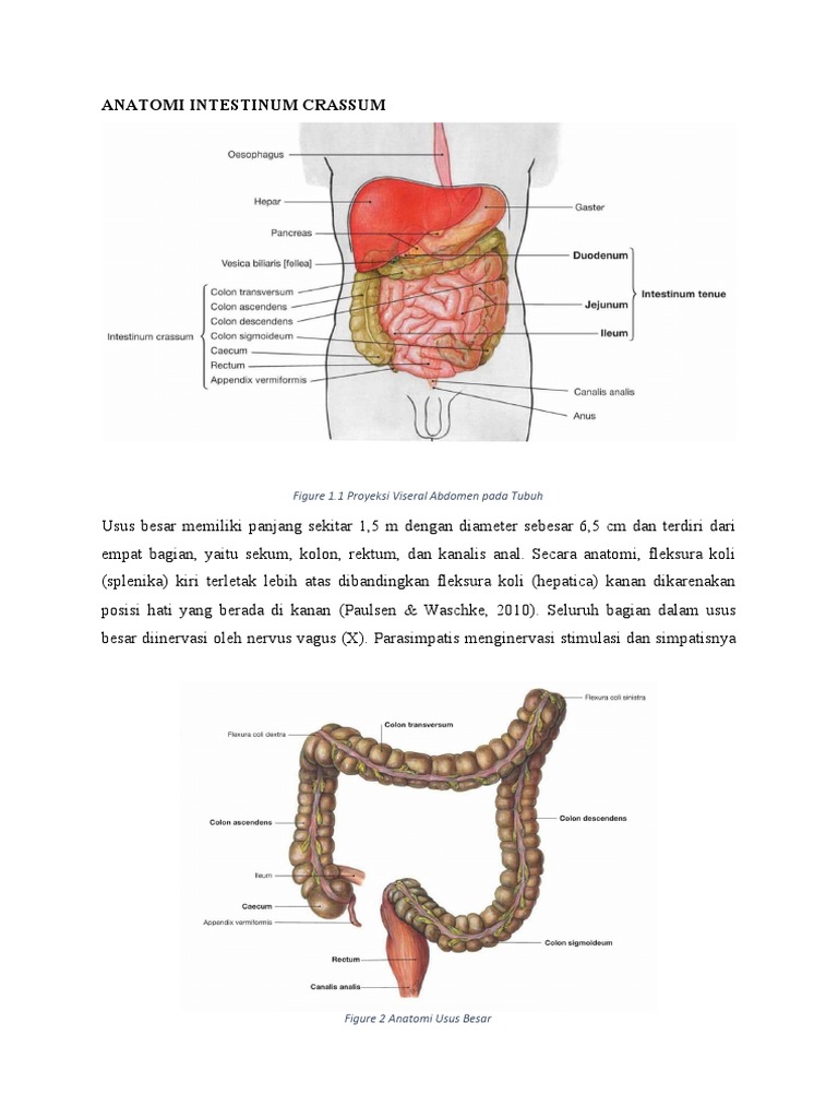 Anatomi Histologi Intestinum Crassum | PDF
