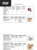 Region Geniana | PDF | Cabeza y cuello humanos | Anatomía humana