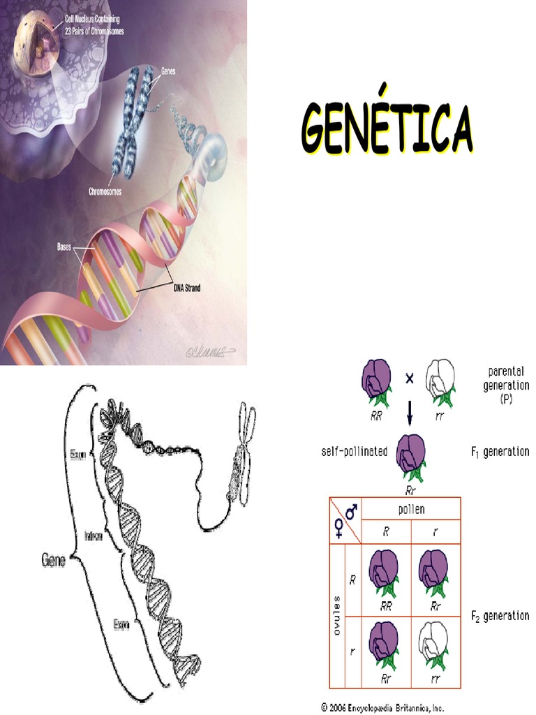 Taller 1 y 2 de GEN TICA PDF | PDF | Dominancia (Genética) | Genética