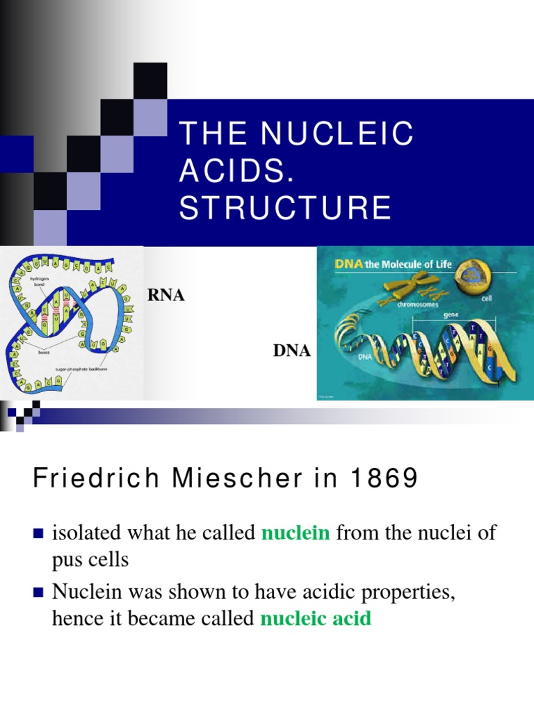 DNA Structure - Powerpoint | PDF | Nucleic Acids | Nucleotides