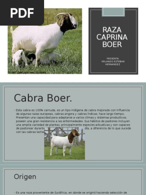 Anatomía De La Cabra Boer