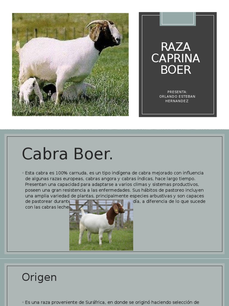 Raza Caprina Boer | PDF | Cabra | Sudáfrica
