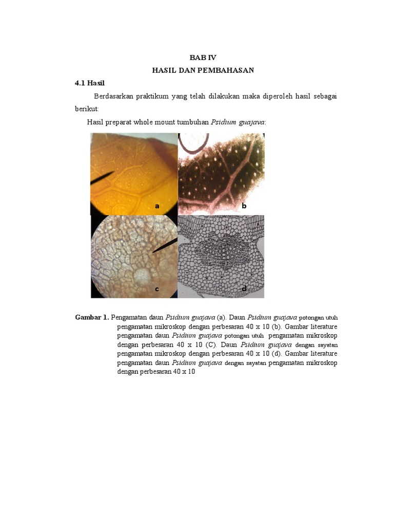 BAB IV Whole Mount | PDF