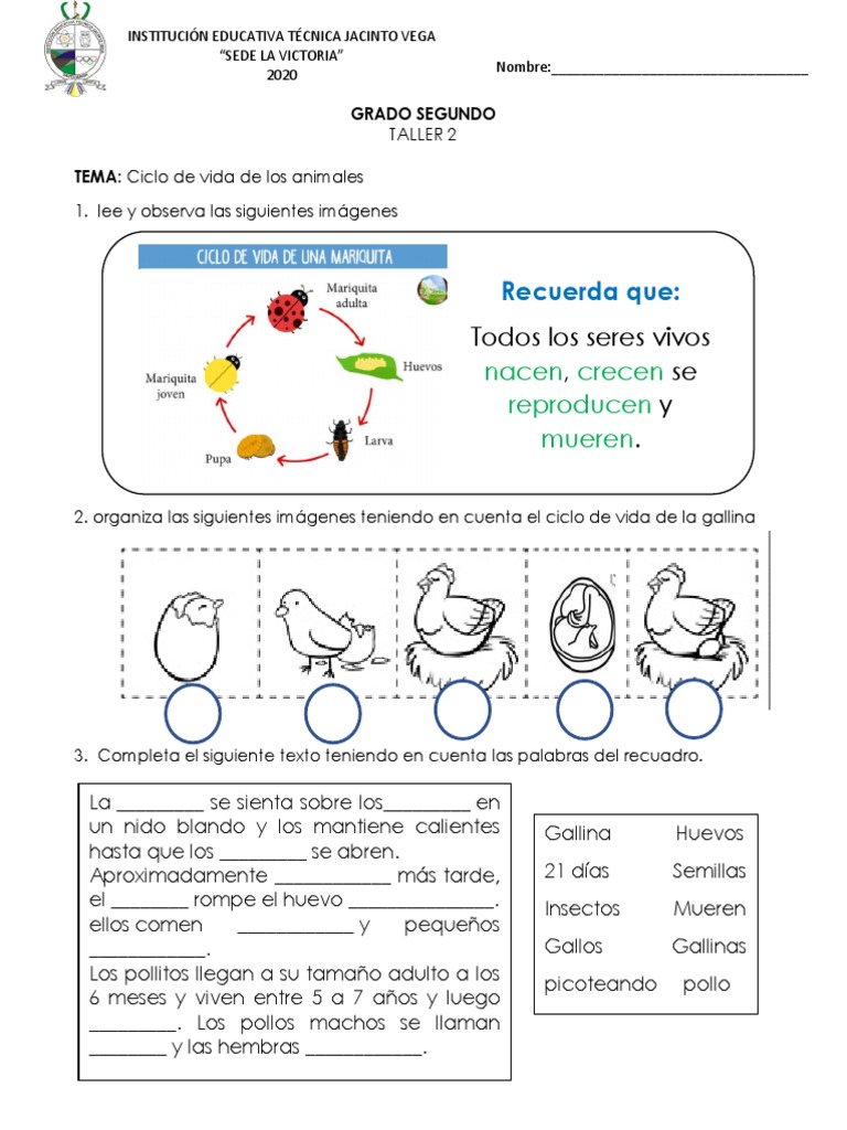 Hoja De Trabajo Sobre El Ciclo De Vida De Los Pollitos El Ciclo De La