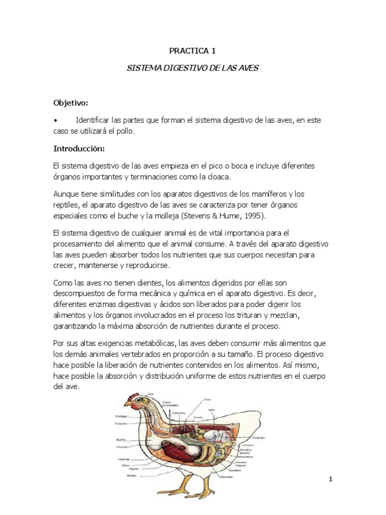 Practica I y II Sistema Digestivo de Las Aves/accion de Los Tendones | PDF | Digestión | Sistema ...