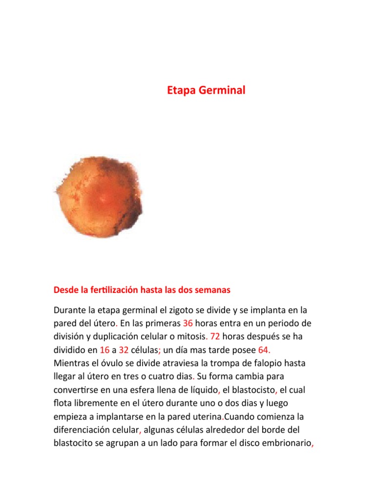 Desarrollo Prenatal y Parto | PDF | Parto | El embarazo