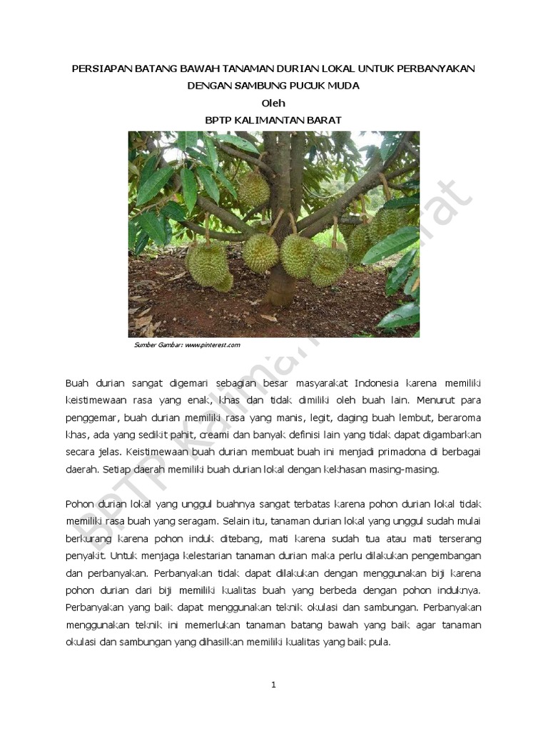 Teknologi Durian Sambung | PDF
