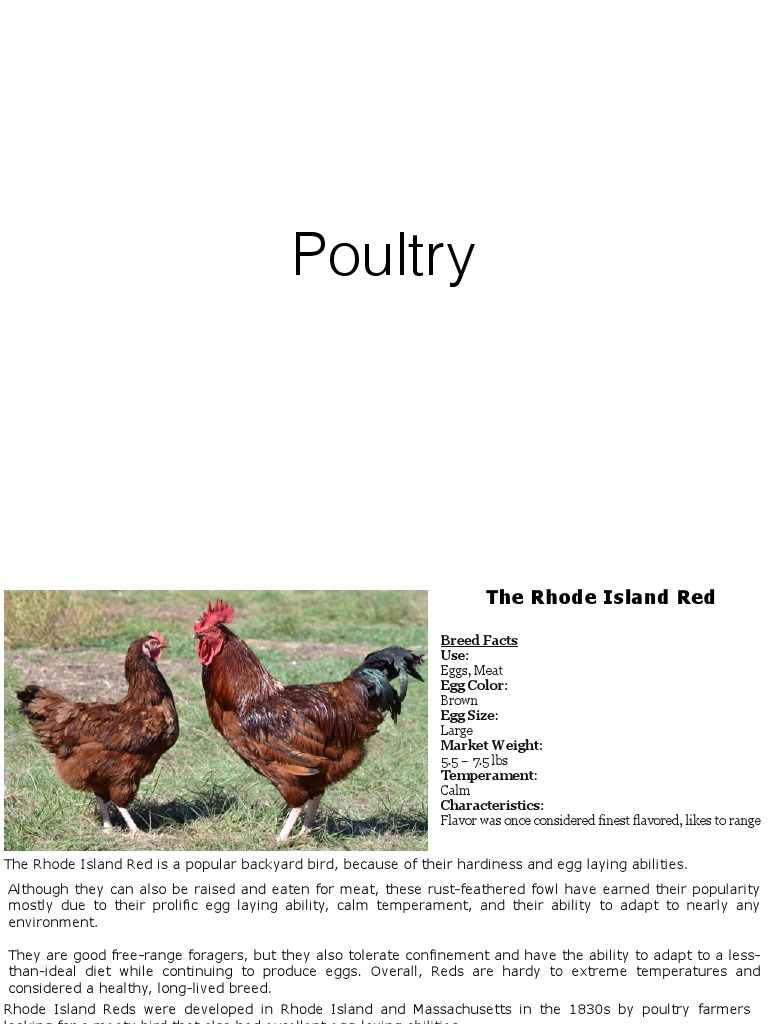 Poultry Breeds | PDF | Chicken | Domesticated Animals