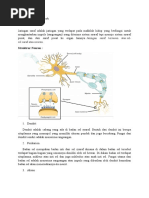 Bagian Neuron Dan Fungsinya | PDF