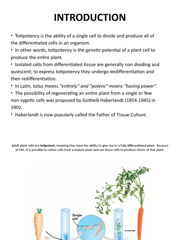 Totipotency and Embryo Culture | PDF | Seed | Cell Potency