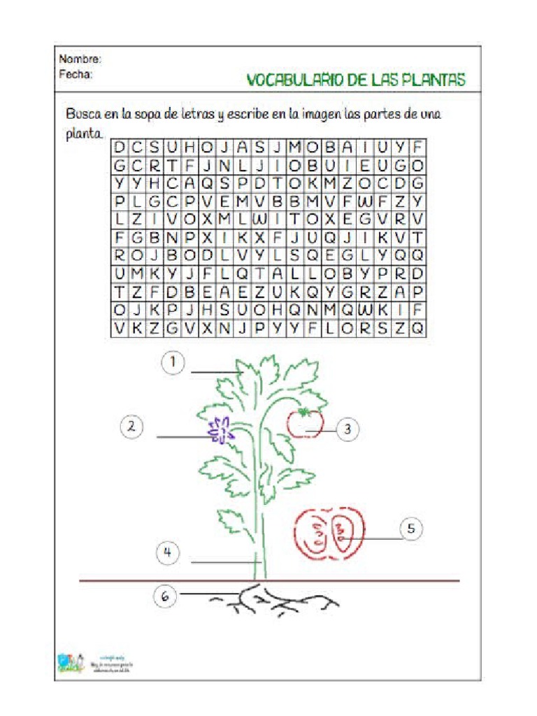 Sopa de Letras Partes de La Planta | PDF