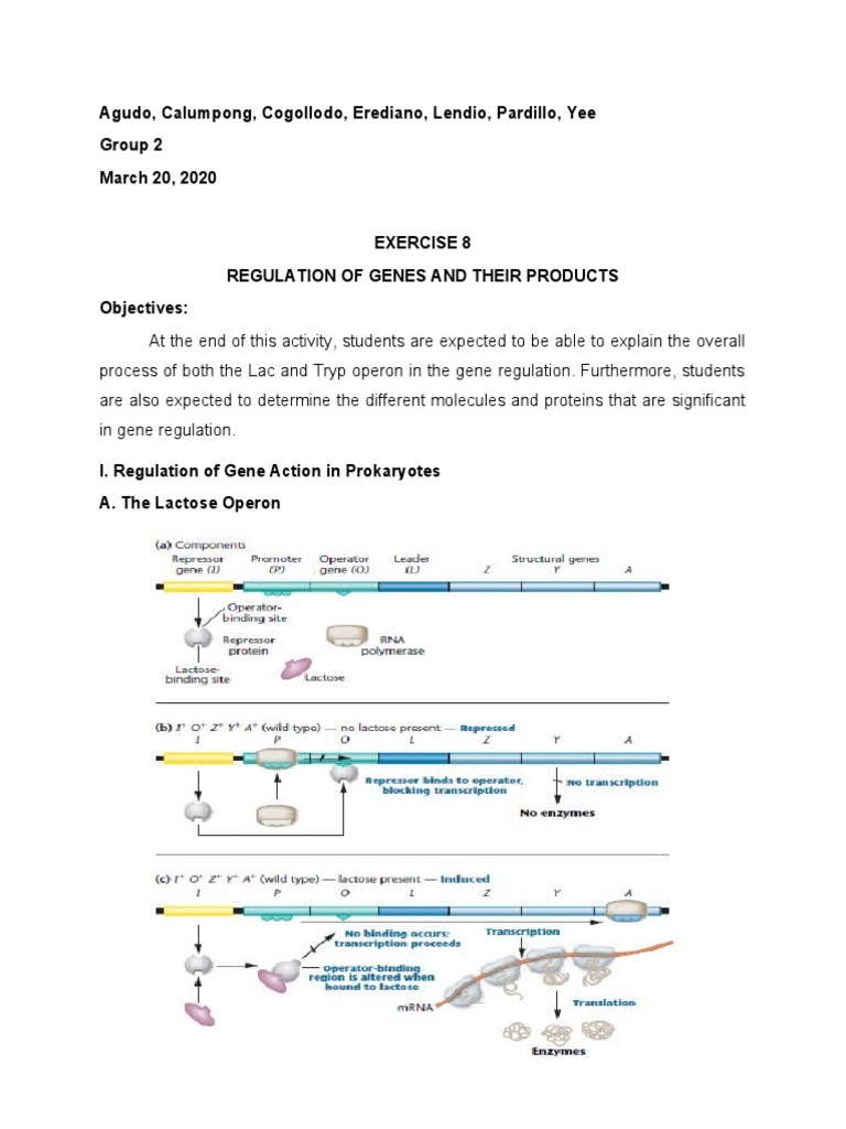 Lac and TRP Operon | PDF | Operon | Repressor