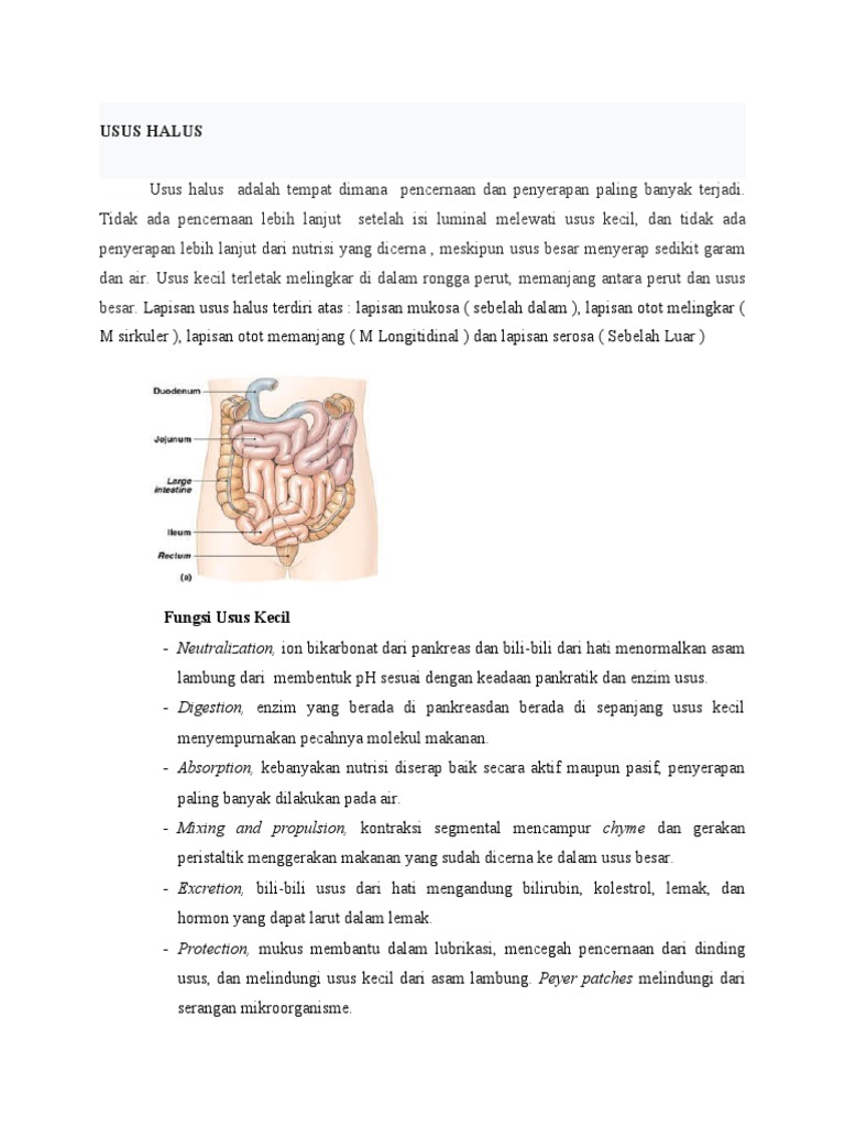 Usus Halus & Besar | PDF