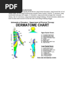 Peta Dermatome dan Inervasi Kulit | PDF