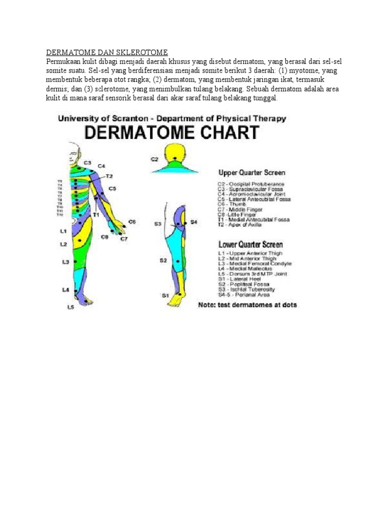 Dermatom | PDF