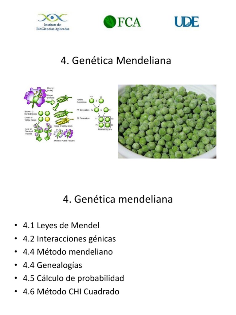 Resumen de Genética Mendeliana | PDF | Dominancia (Genética) | Gene