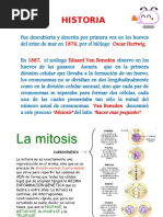 Infografía Mito-Meiosis Grupo 6 | PDF | Mitosis | Mitosis