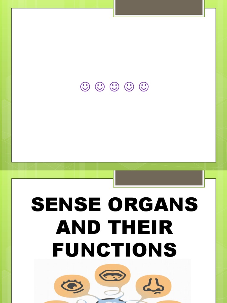 Day 28 Sense Organ and Its Function | PDF | Senses | Ear