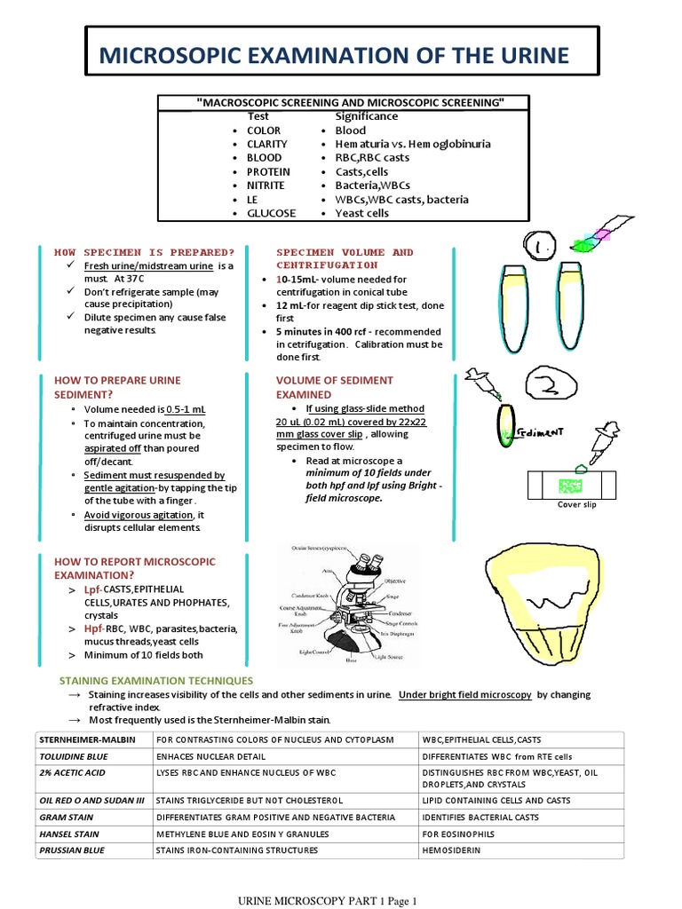 Urine Microscopy Examination Guide | PDF | Staining | White Blood Cell