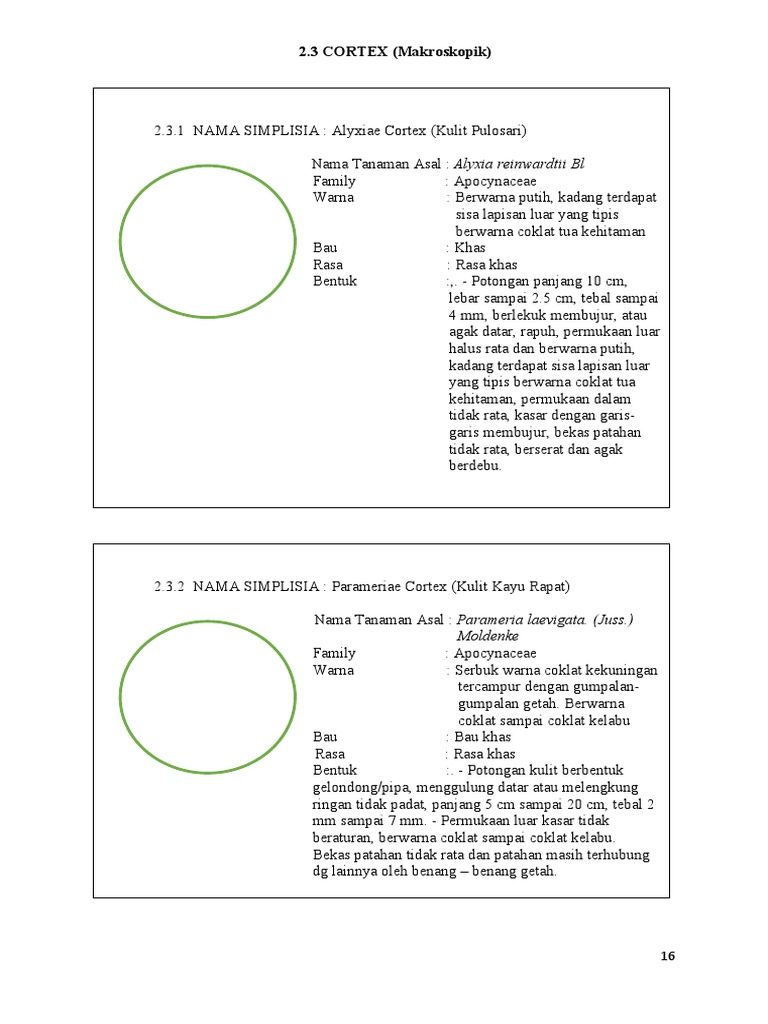 Cortex - Makroskopik | PDF