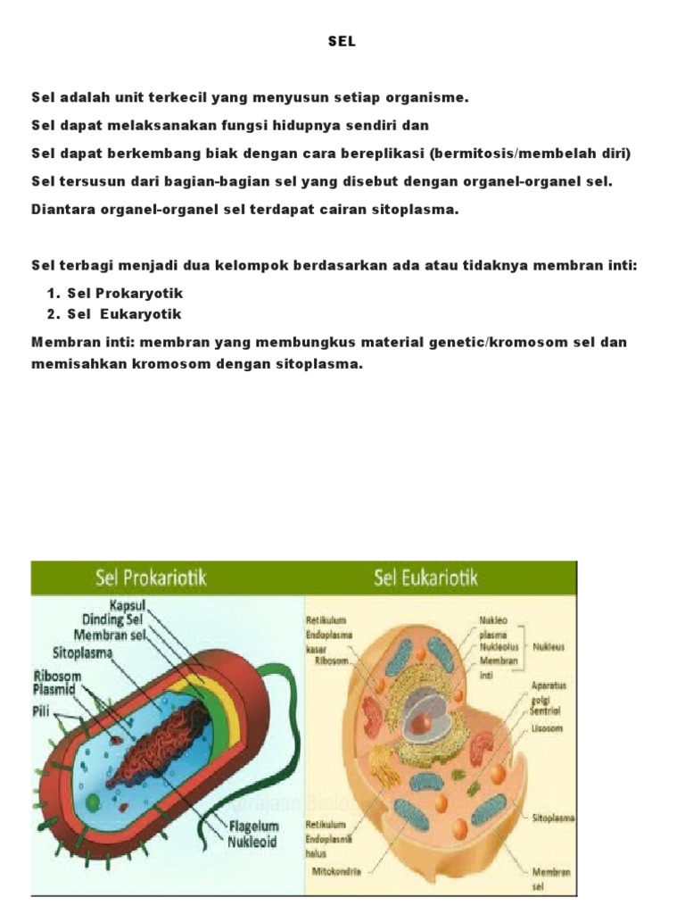 BIO-SEL Eukariota | PDF