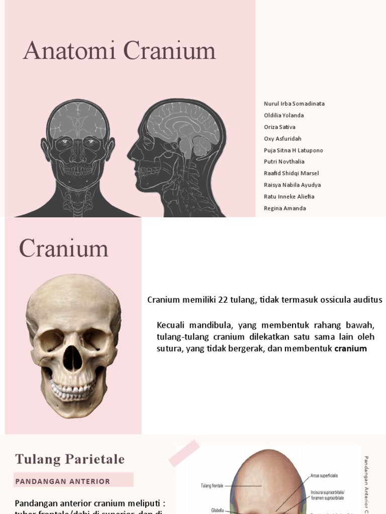 Struktur dan Anatomi Cranium | PDF | Kajian Bahasa Asing