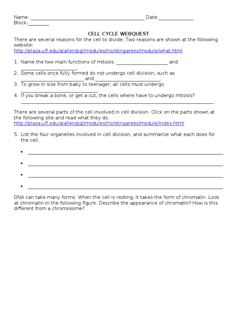 Cell Cycle and Mitosis Webquest-1 | PDF | Mitosis | Cell Anatomy