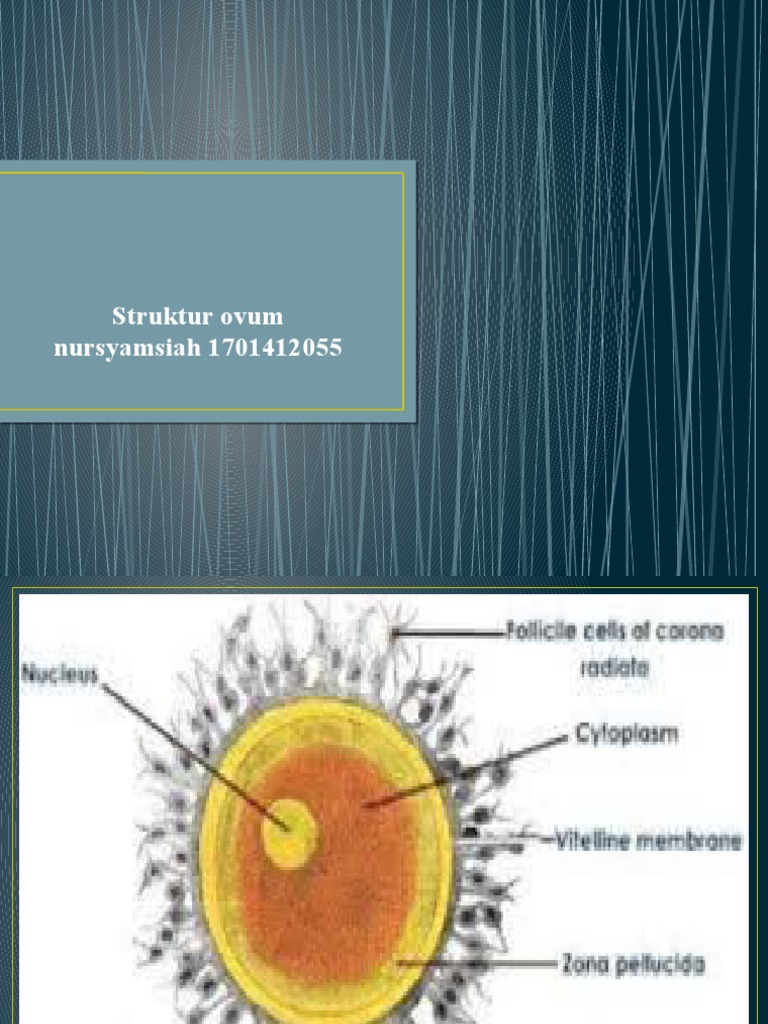 Struktur Ovum | PDF