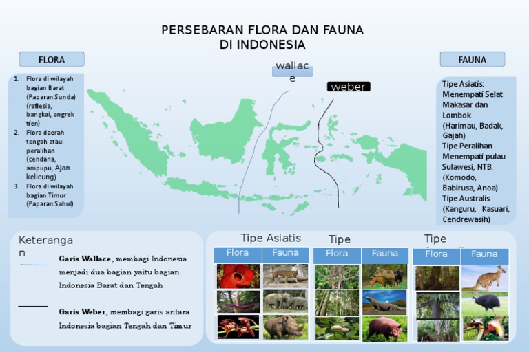 Persebaran Flora dan Fauna di Indonesia Berdasarkan Garis Wallace dan ...