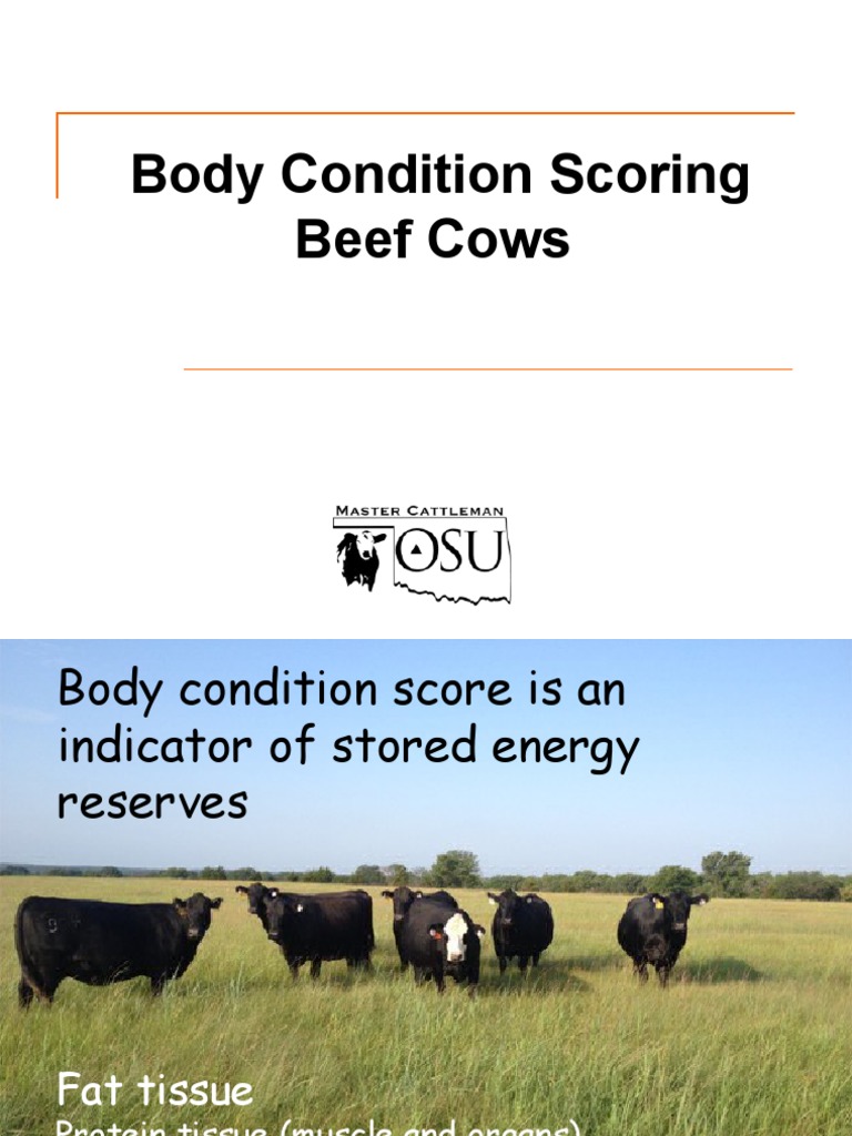 Body Condition Scoring for Cattle | PDF | Calf | Cattle