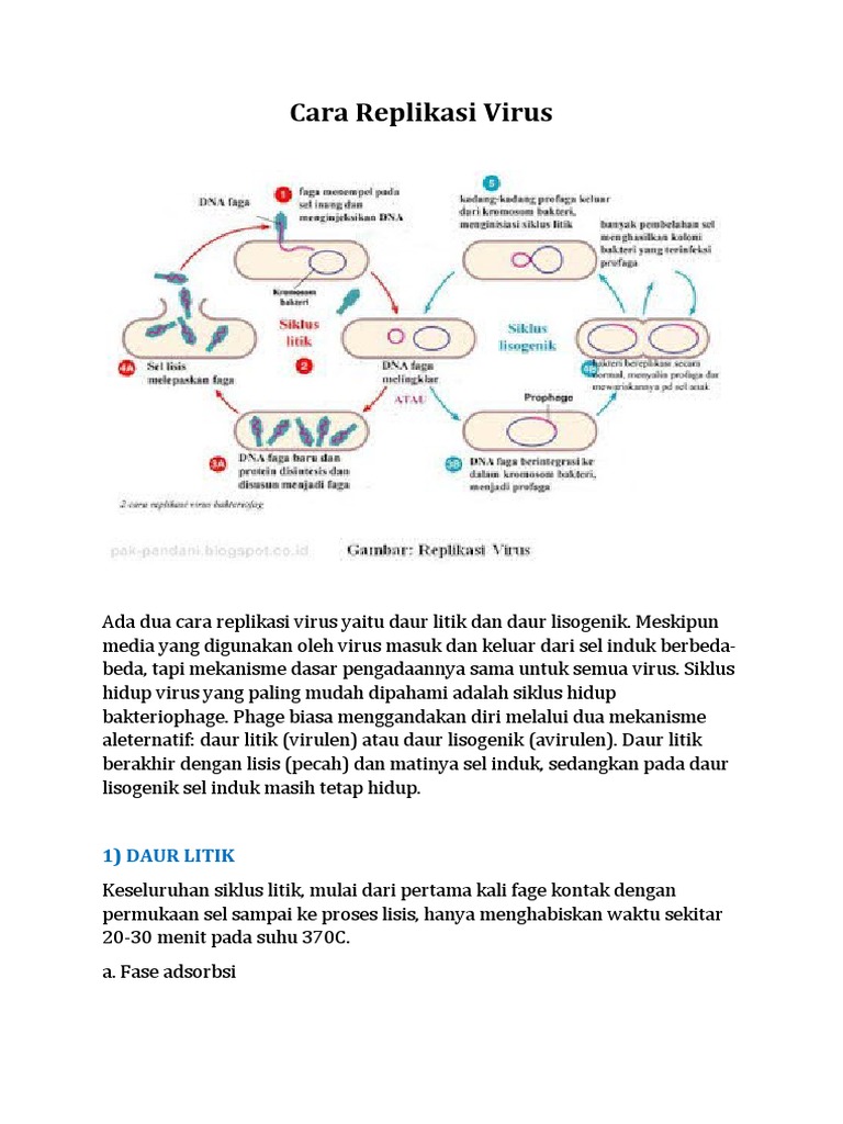 Replikasi Virus: Daur Litik & Lisogenik | PDF | Kajian Bahasa Asing ...
