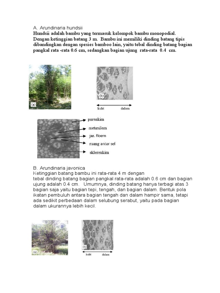 Morfologi dan Anatomi Bambu Monopodial | PDF | Seni & Disiplin Bahasa ...