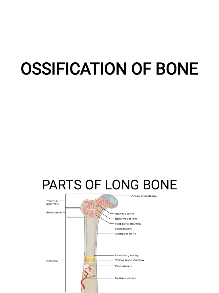 Ossification of Bone | PDF | Osteoblast | Bone