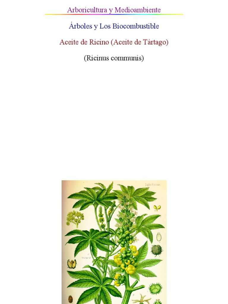 Aceite de Recino | PDF | Botánica | Plantas