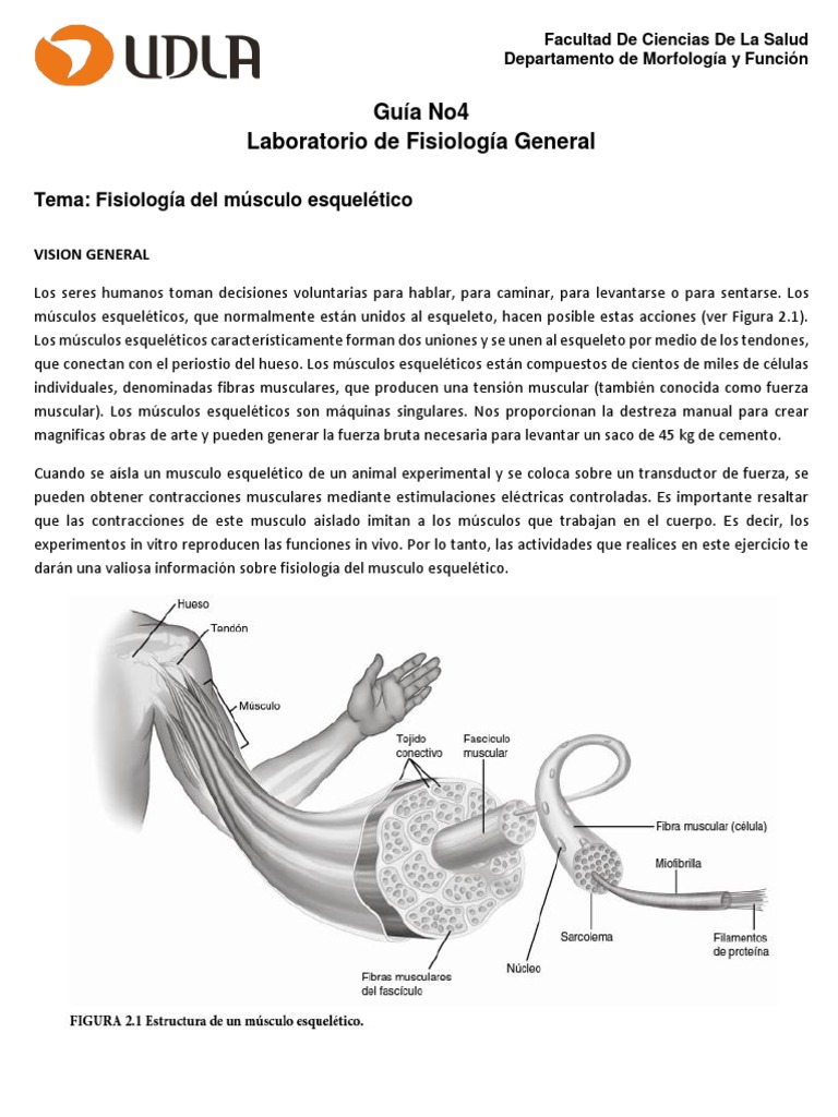 GUIA 04 PhysioEx 2019 | PDF | Contracción muscular | Músculo