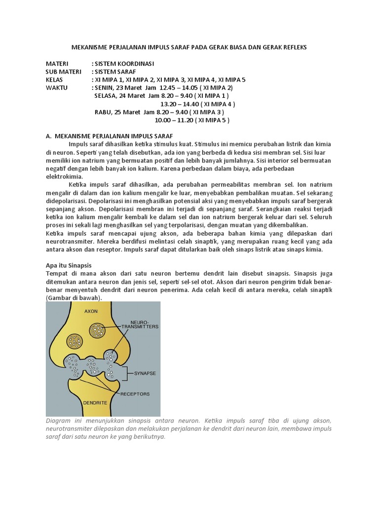 Gerak Saraf Refleks | PDF
