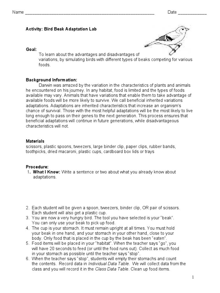 Bird Beak Adaptations Lab | PDF | Adaptation | Foods