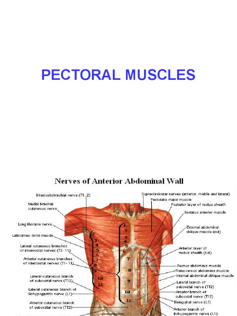 Anatomy of Pectoral Muscles | PDF | Musculoskeletal System | Soft Tissue