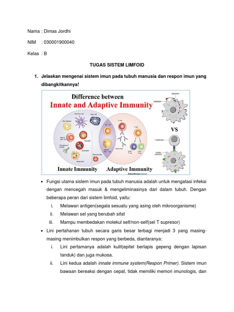 Histologi Organ Limfoid | PDF