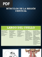 Desarrollo de La Región Cefálica | PDF | Cráneo | Anatomía de los primates