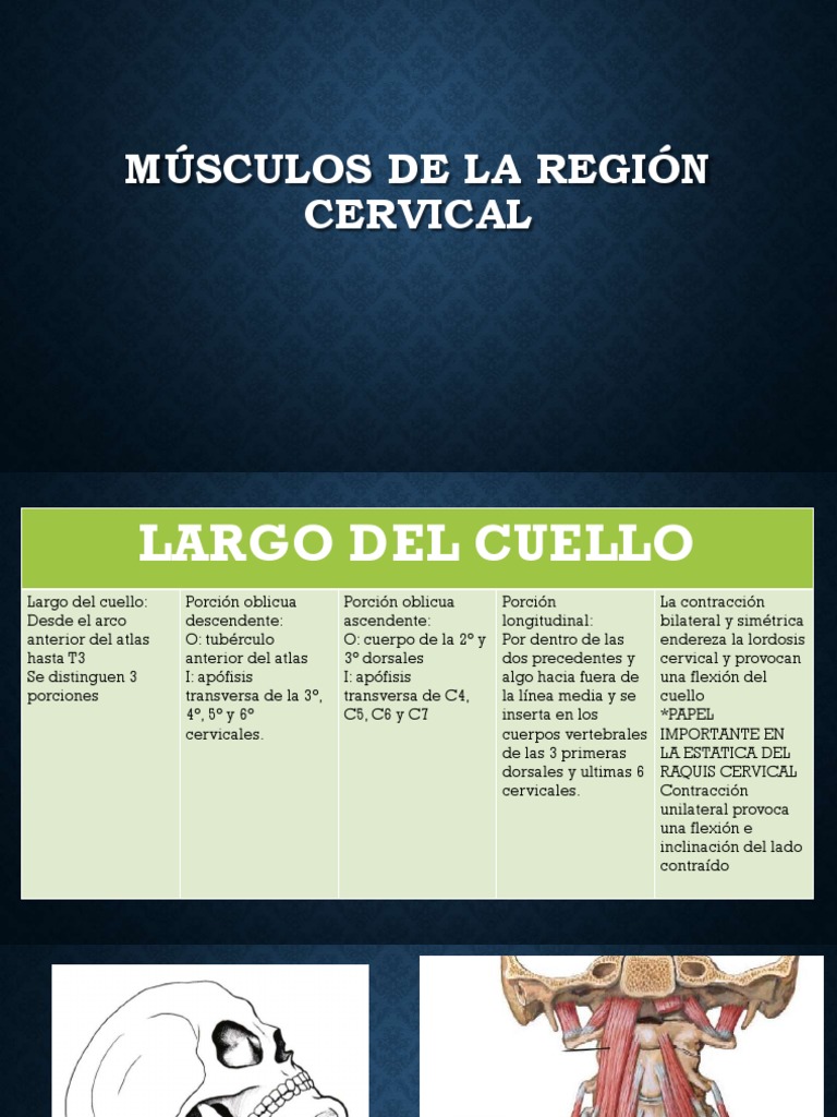 Músculos de La Región Cervical PDF | PDF | Cabeza y cuello humanos ...