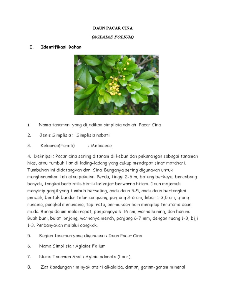 Identifikasi dan Pembuatan Simplisia Daun Pacar Cina (Aglaiae Folium) | PDF