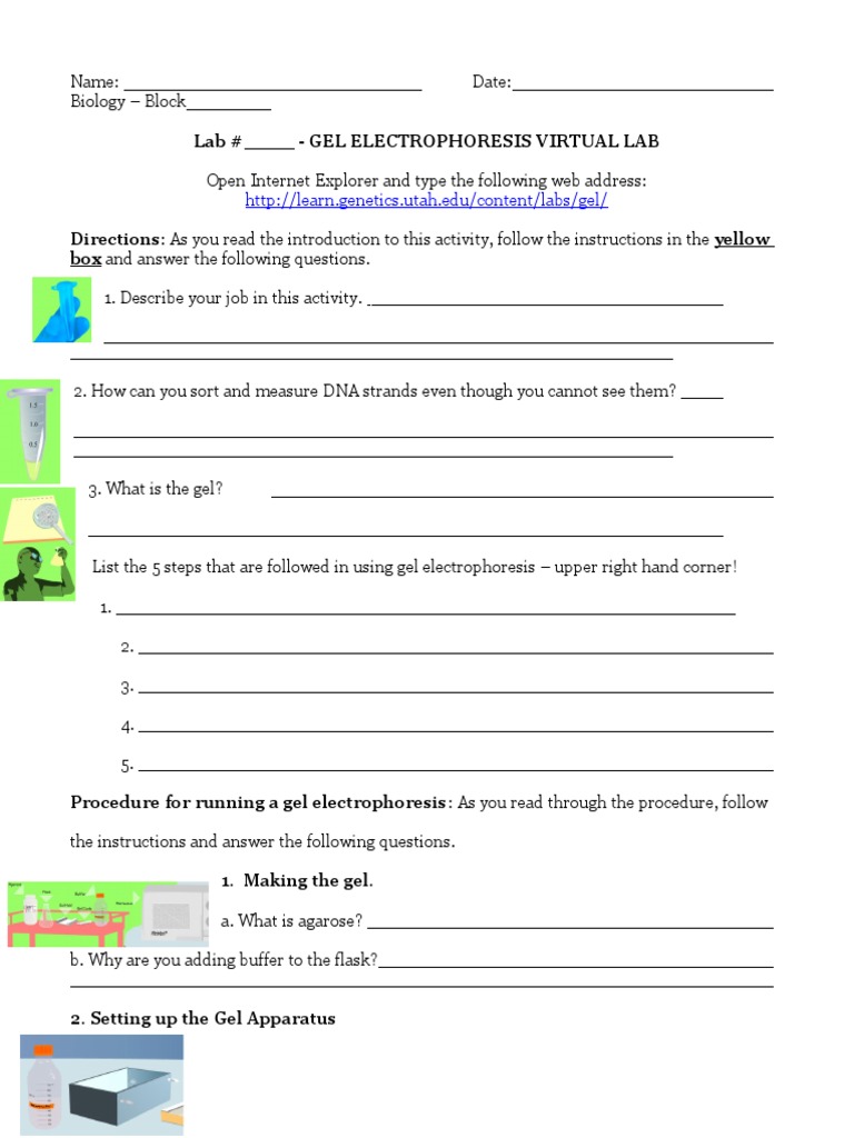 Worksheet - Gel Electrophoresis Virtual Lab - 2019 | PDF | Agarose Gel ...