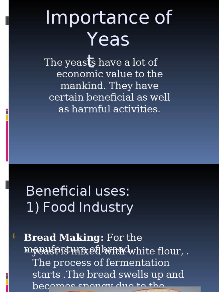 The Vital Role of Yeast in Food Production, Medicine, and Biotechnology ...